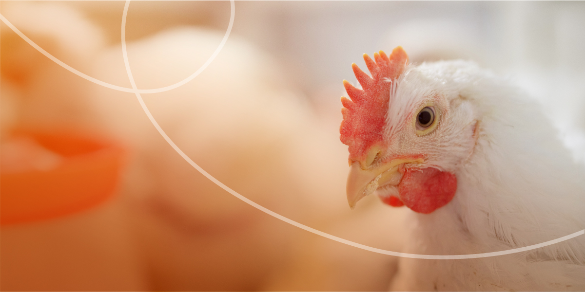 Managing protein in the gut : The benefits for poultry production ...