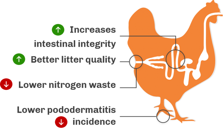 Managing protein in the gut : The benefits for poultry production ...